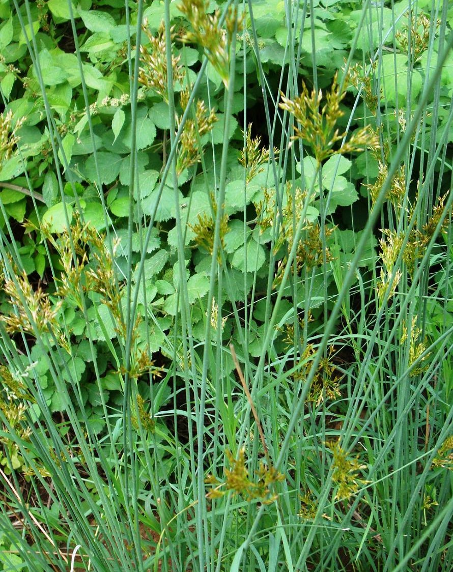 4 photos. Juncus inflexus L., Γιούγκος ο κεκαμμένος, Βούρλο το γυρτό ...
