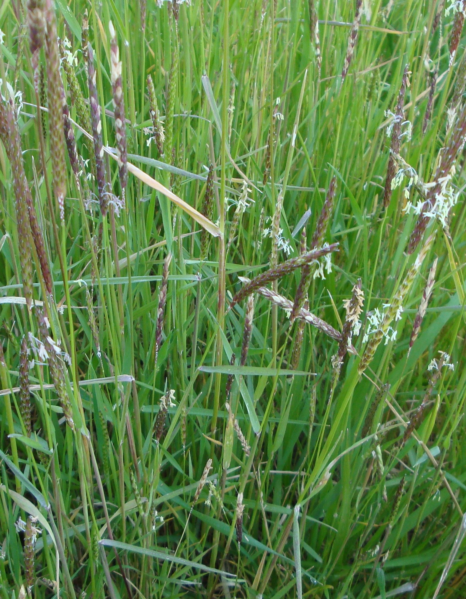 4 photos. Alopecurus myosuroides Huds. Αλωπέκουρος ο μυοσουροειδής ...