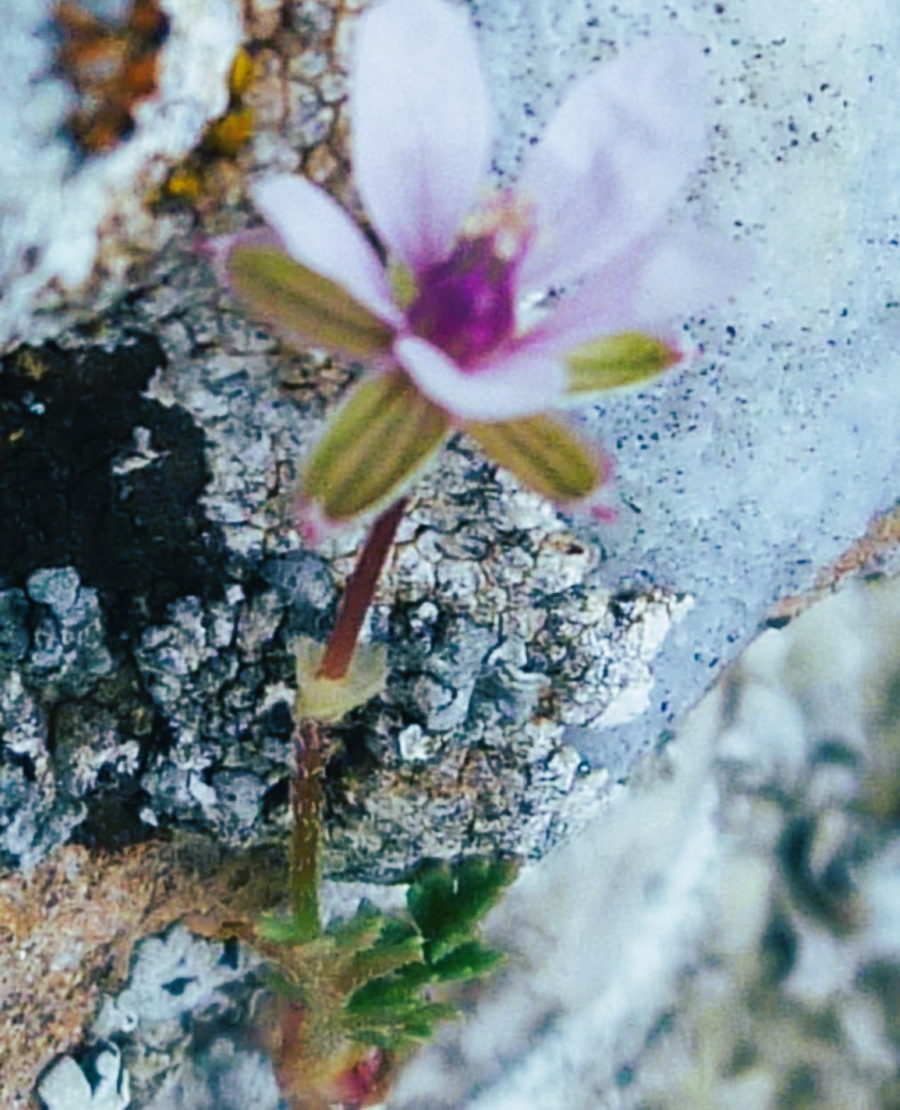 2 photos. Erodium botrys (Cav.) Bertol, Ερωδιός ο βότρυς, Longbeak ...