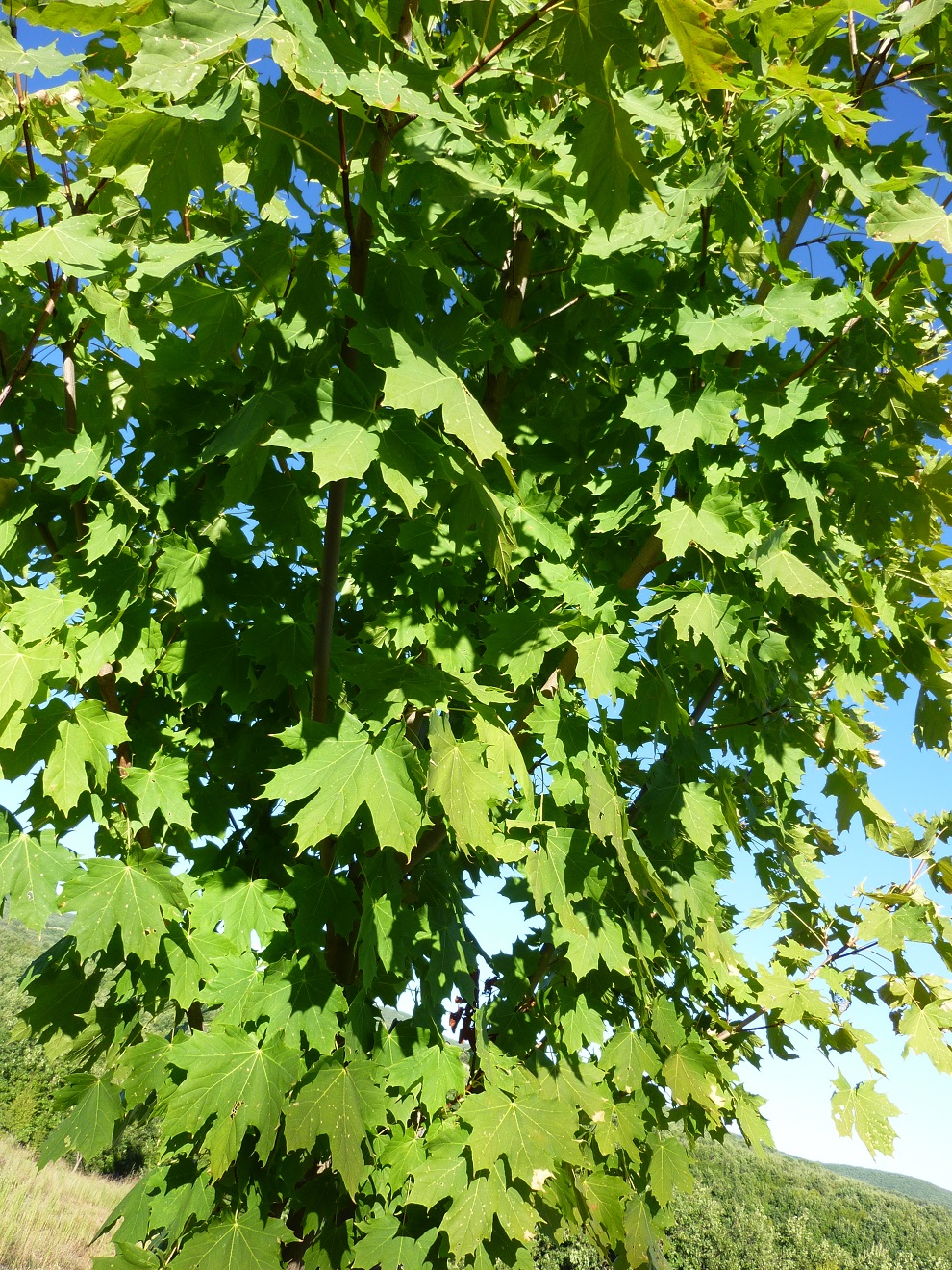 4 photos. Acer platanoides L. Σφένδαμος ο πλατανοειδής, Σφενδάμι ...