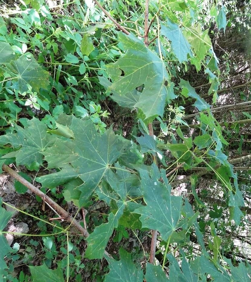 4 photos. Acer platanoides L. Σφένδαμος ο πλατανοειδής, Σφενδάμι ...