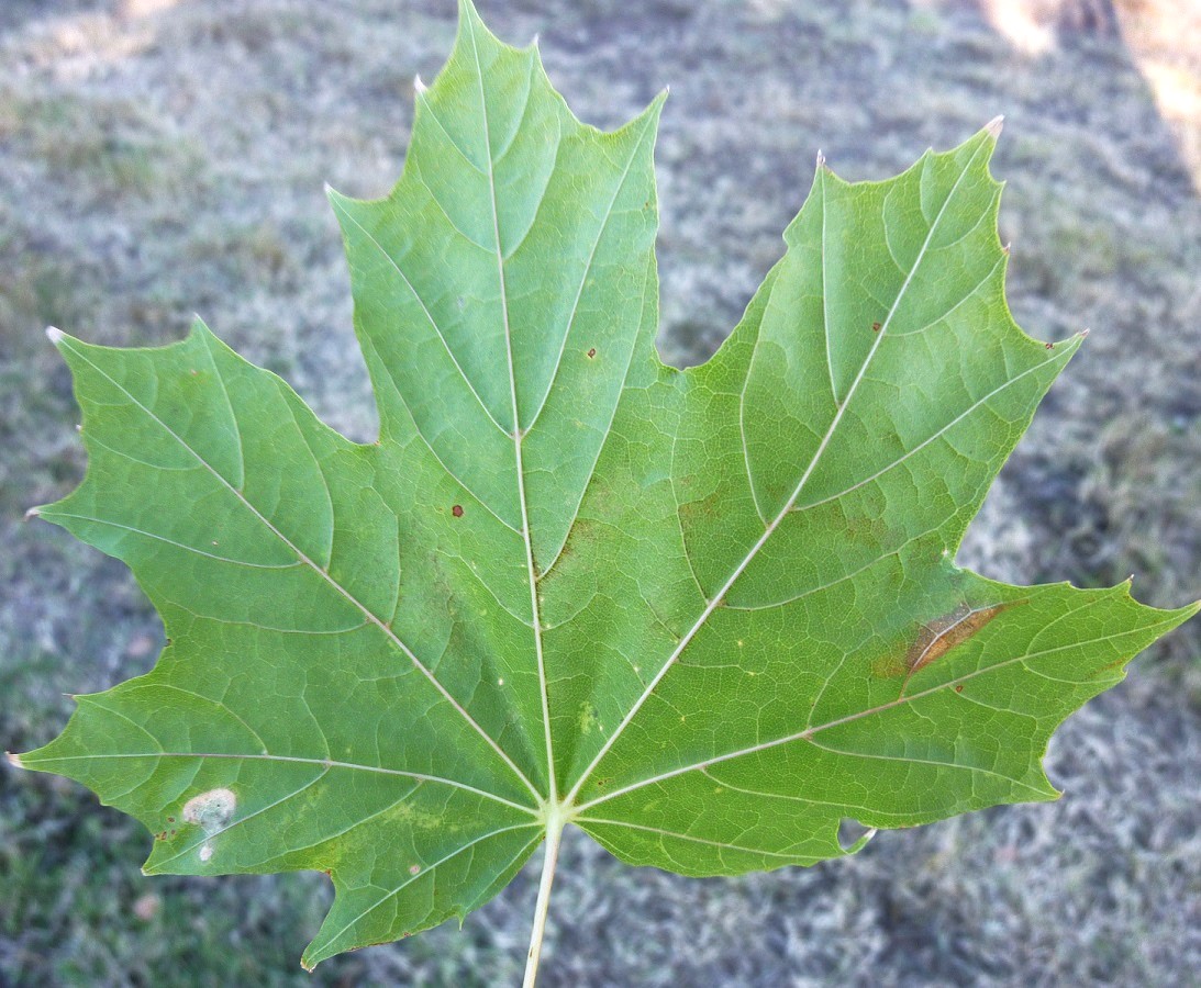 4 photos. Acer platanoides L. Σφένδαμος ο πλατανοειδής, Σφενδάμι ...