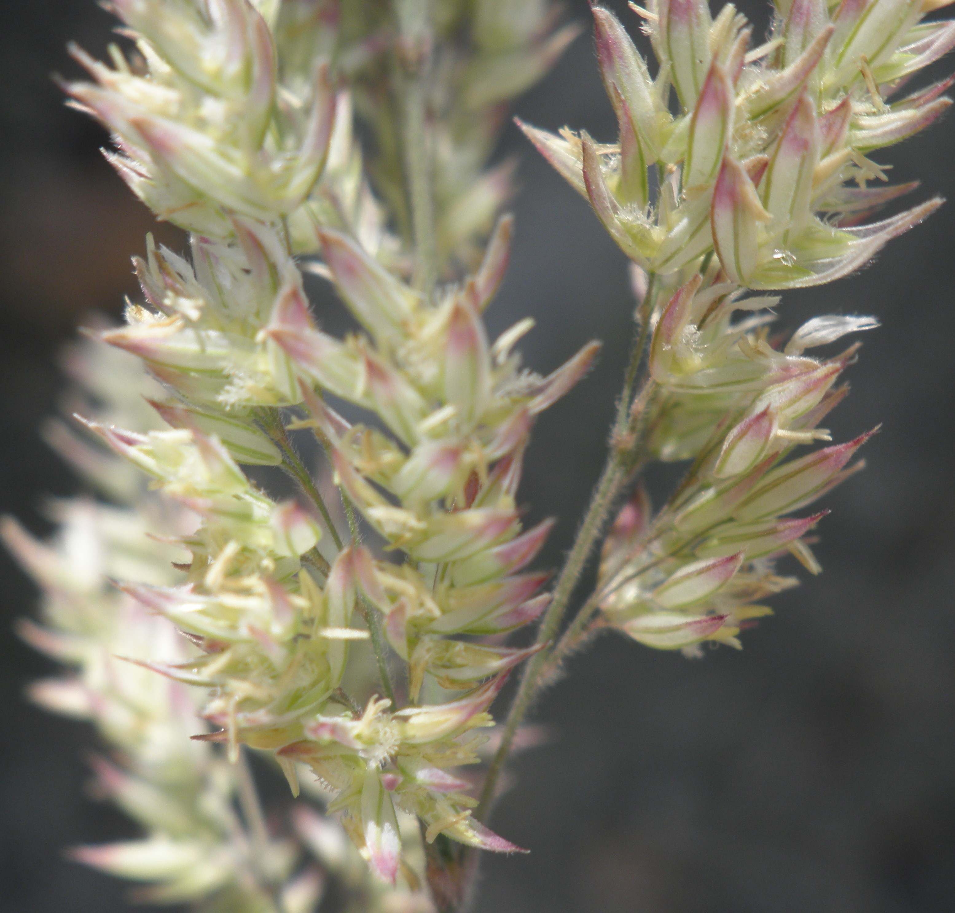 4 photos. Holcus lanatus L. ssp. lanatus, Ολκός ο εριωτός υποείδος ...