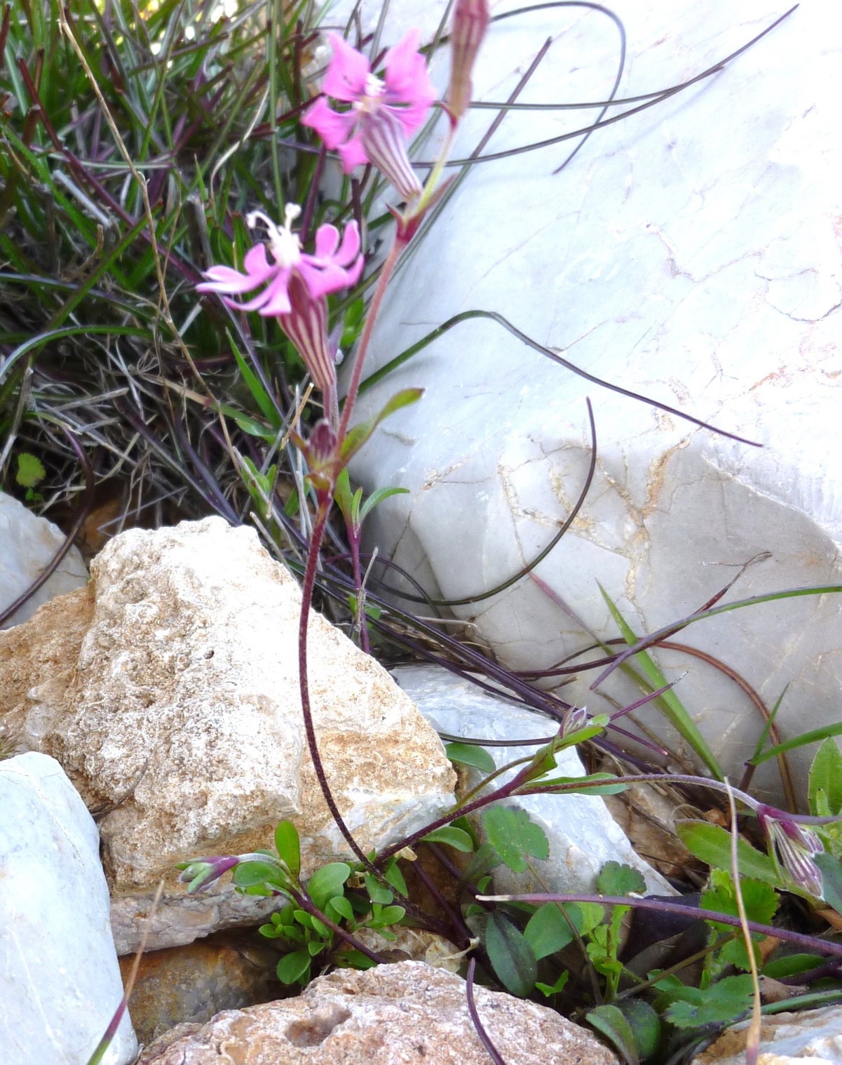 4 photos. Silene colorata Poir., Σιληνή η έγχρωμος, Μυλαράκι, Pink ...