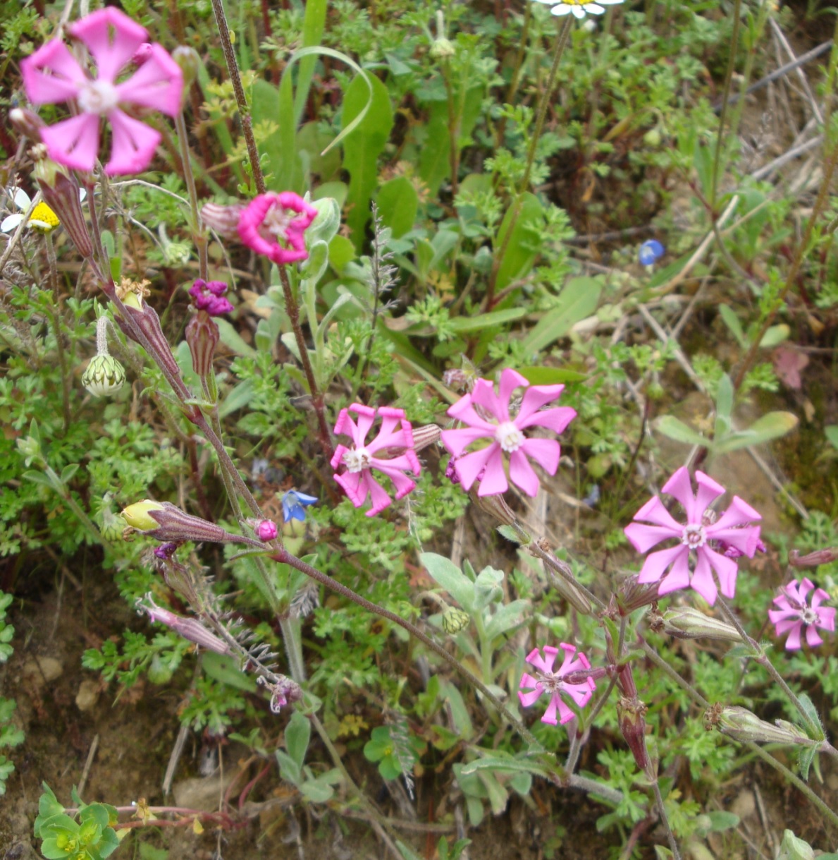 4 photos. Silene colorata Poir., Σιληνή η έγχρωμος, Μυλαράκι, Pink ...