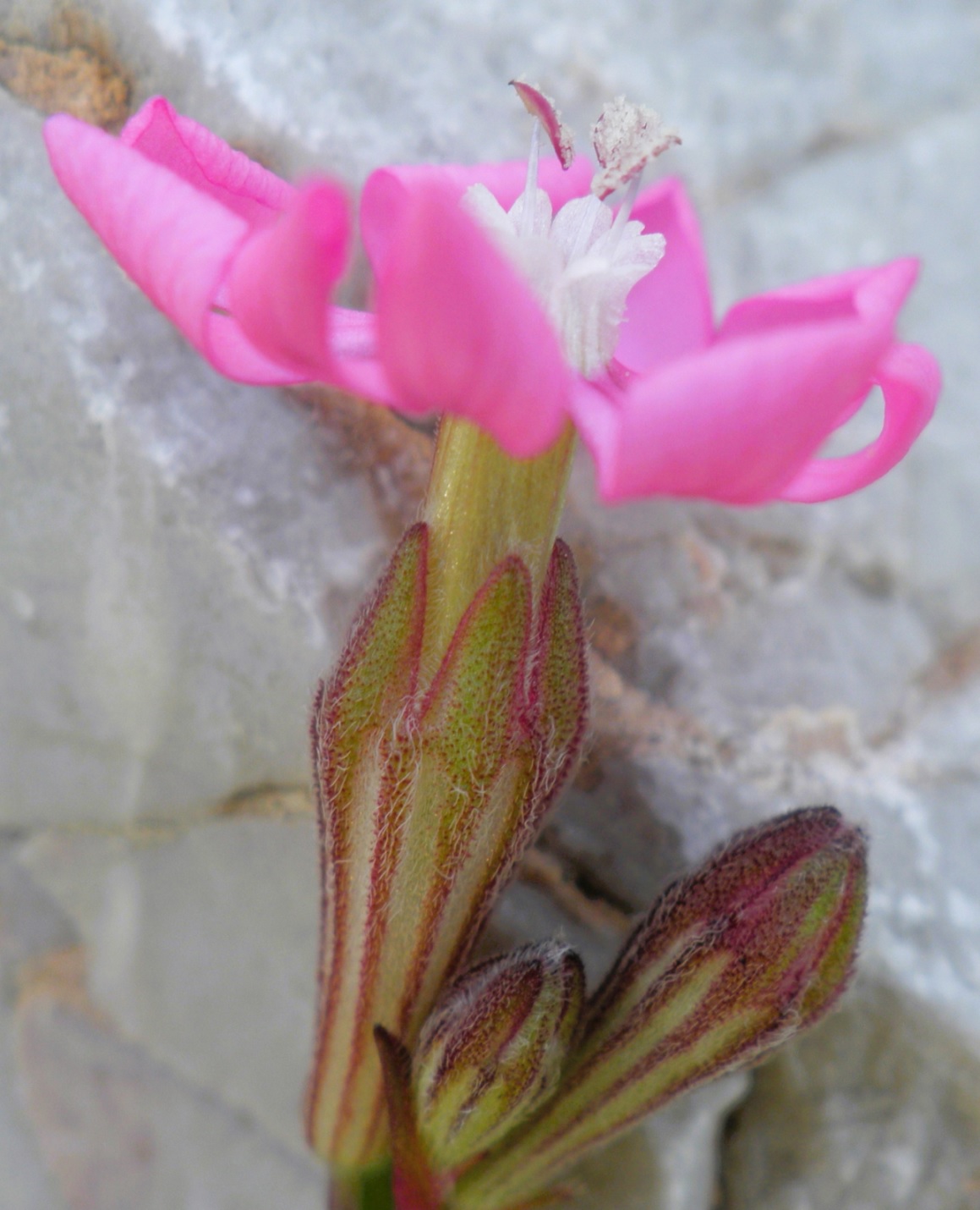 4 photos. Silene colorata Poir., Σιληνή η έγχρωμος, Μυλαράκι, Pink ...