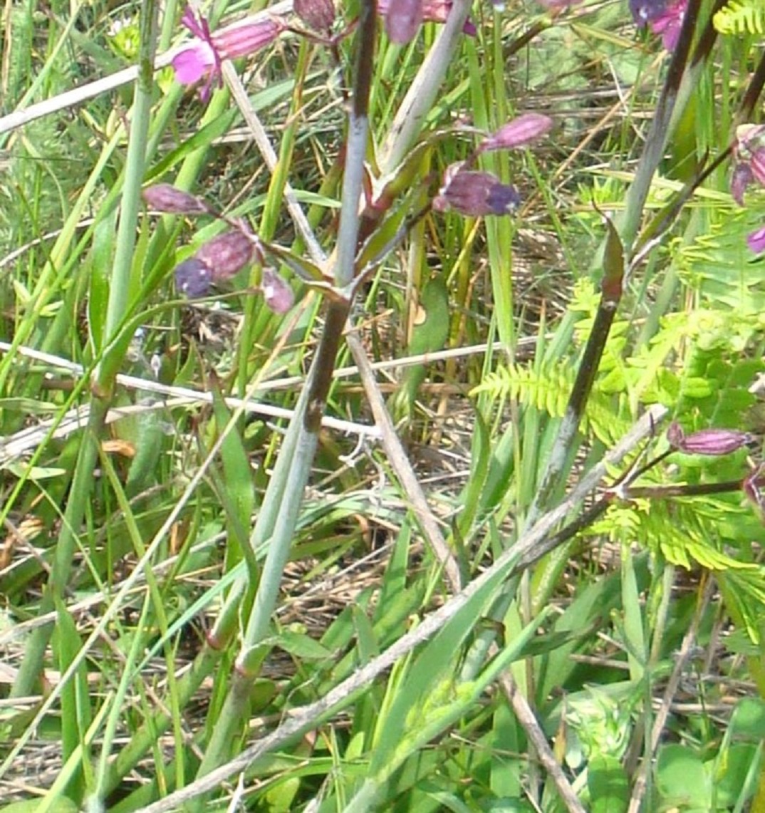 4 photos. Viscaria atropurpurea Griseb. syn. Viscaria sartori, Silene ...