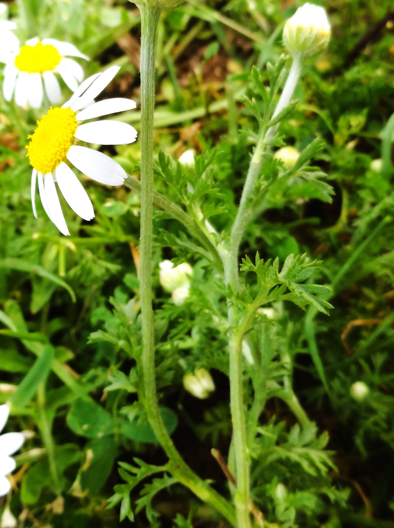 3 photos. Anthemis arvensis L. ssp. arvensis, Ανθεμίς η αρουραία ...