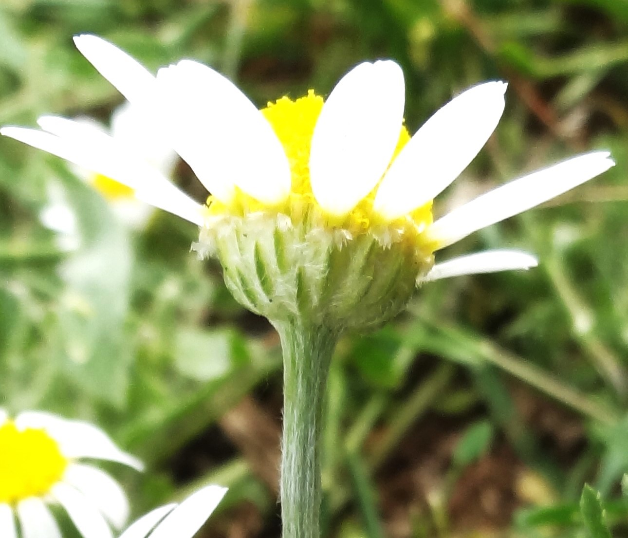 3 photos. Anthemis arvensis L. ssp. arvensis, Ανθεμίς η αρουραία ...