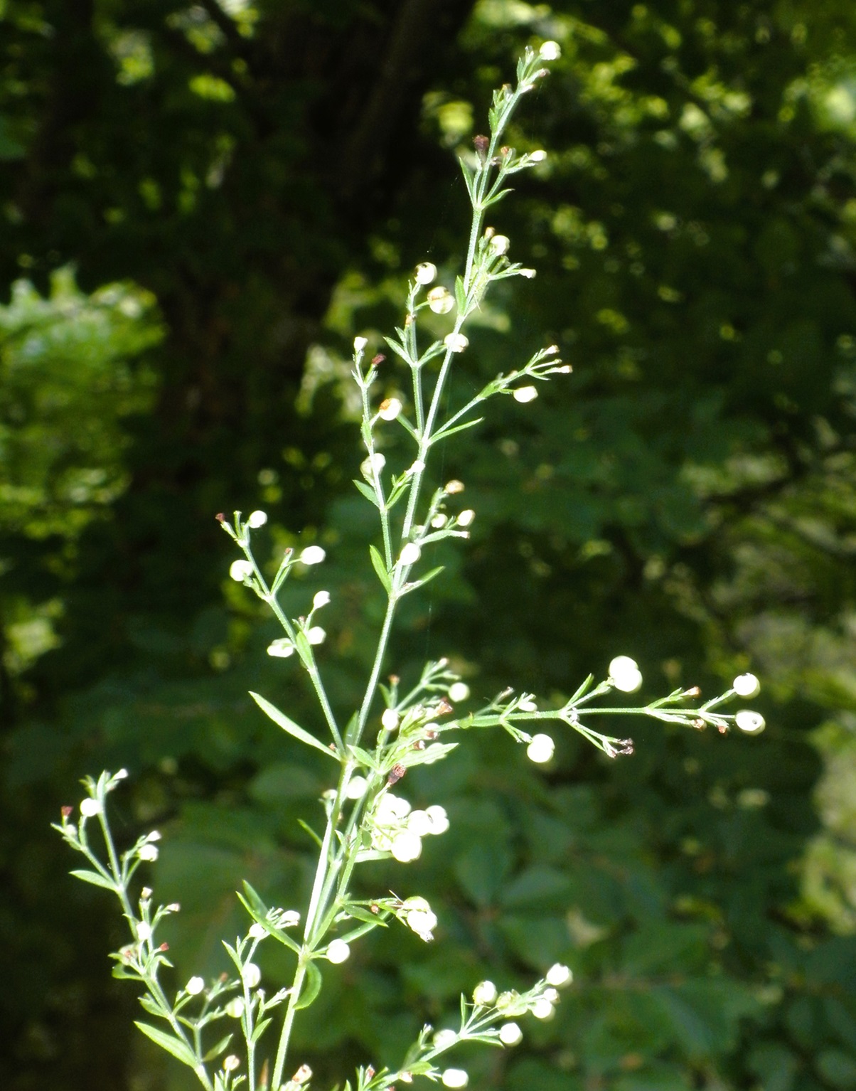 4 photos. Asperula purpurea (L.) Ehrend. ssp. purpurea syn. Galium ...