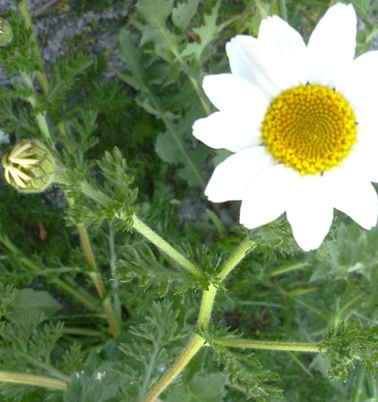 5 photos. Anthemis ruthenica M. Bieb., Ανθεμίς η ρουθένιος, Camomilla ...