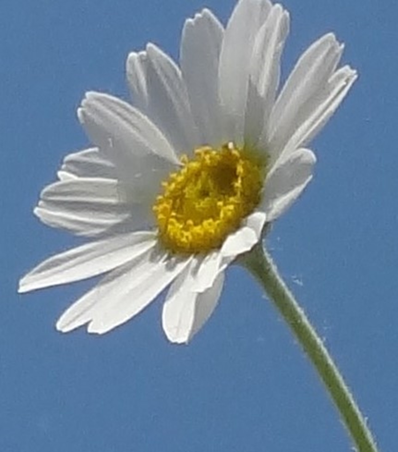 5 photos. Anthemis ruthenica M. Bieb., Ανθεμίς η ρουθένιος, Camomilla ...