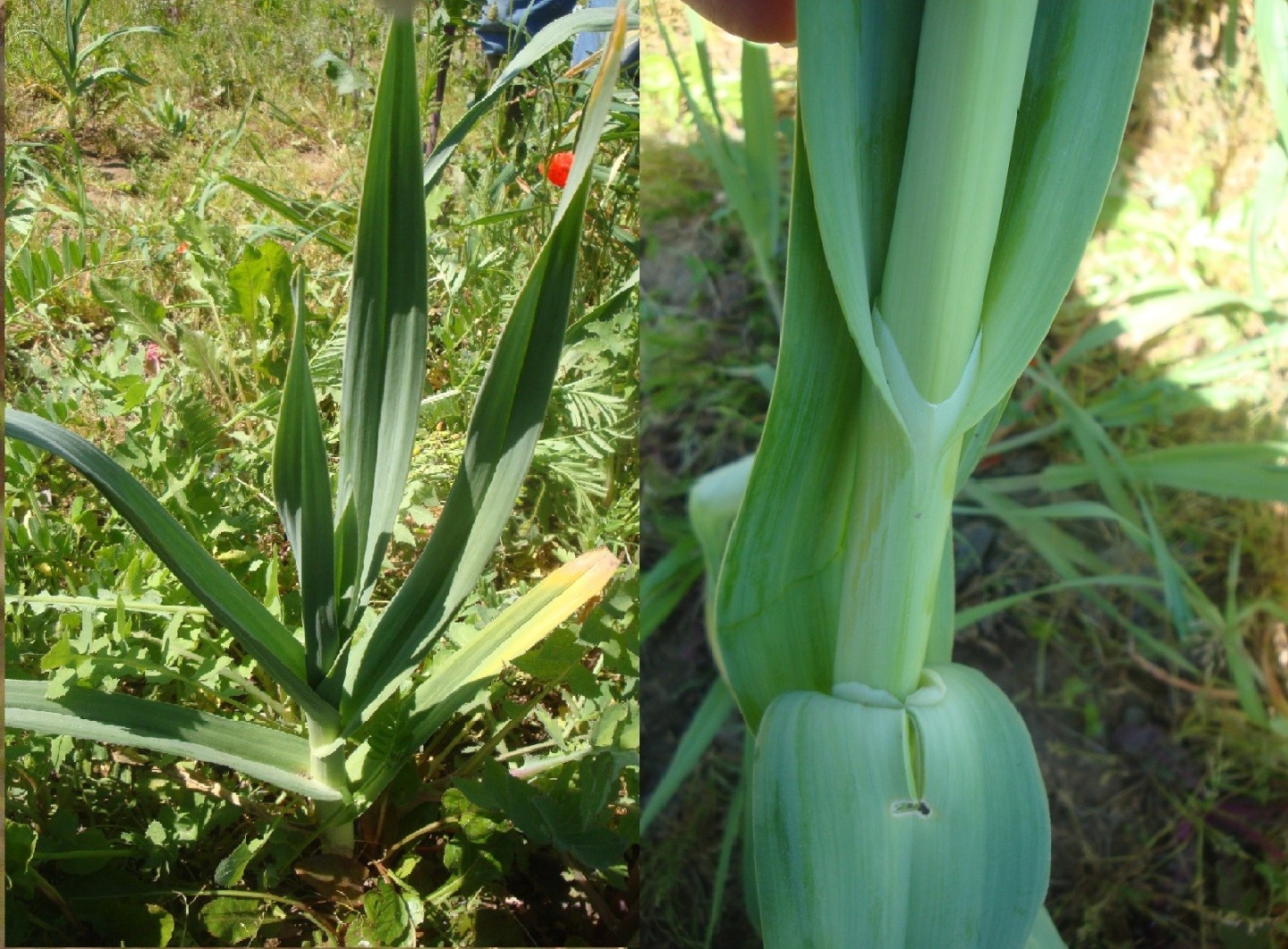 4 photos. Allium commutatum Guss. syn. Allium ampeloprasum L. var ...