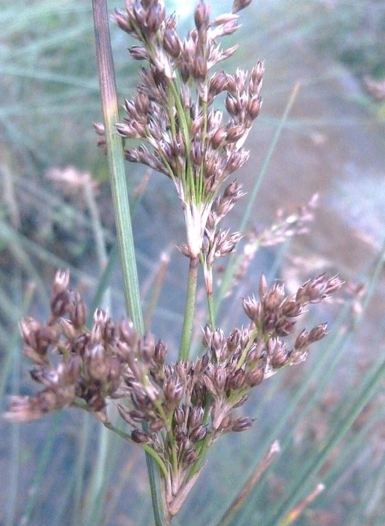 4 photos. Juncus inflexus L., Γιούγκος ο κεκαμμένος, Βούρλο το γυρτό ...