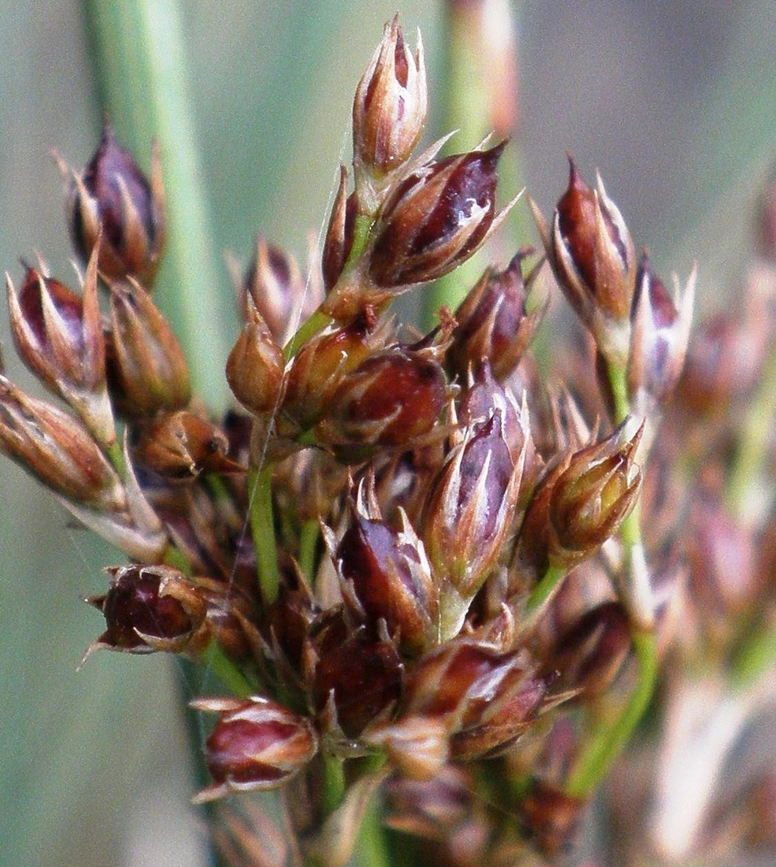 4 photos. Juncus inflexus L., Γιούγκος ο κεκαμμένος, Βούρλο το γυρτό ...
