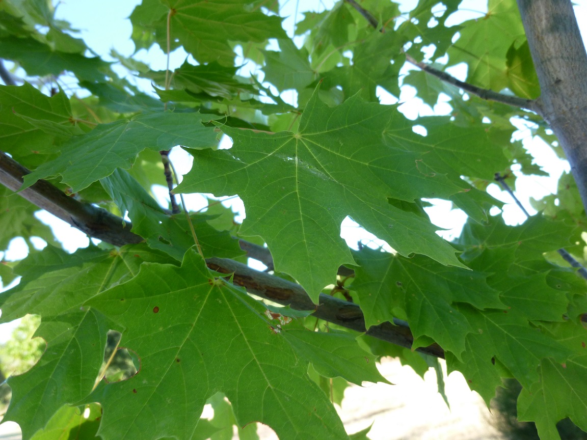 4 photos. Acer platanoides L. Σφένδαμος ο πλατανοειδής, Σφενδάμι ...