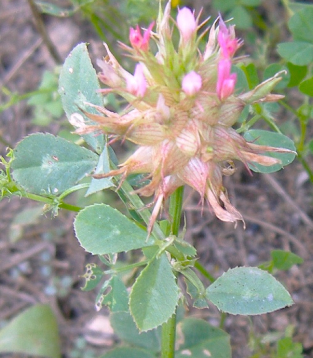 3 photos. Trifolium spumosum L., Τριφύλλιον το αφρώδες, Bladder clover ...