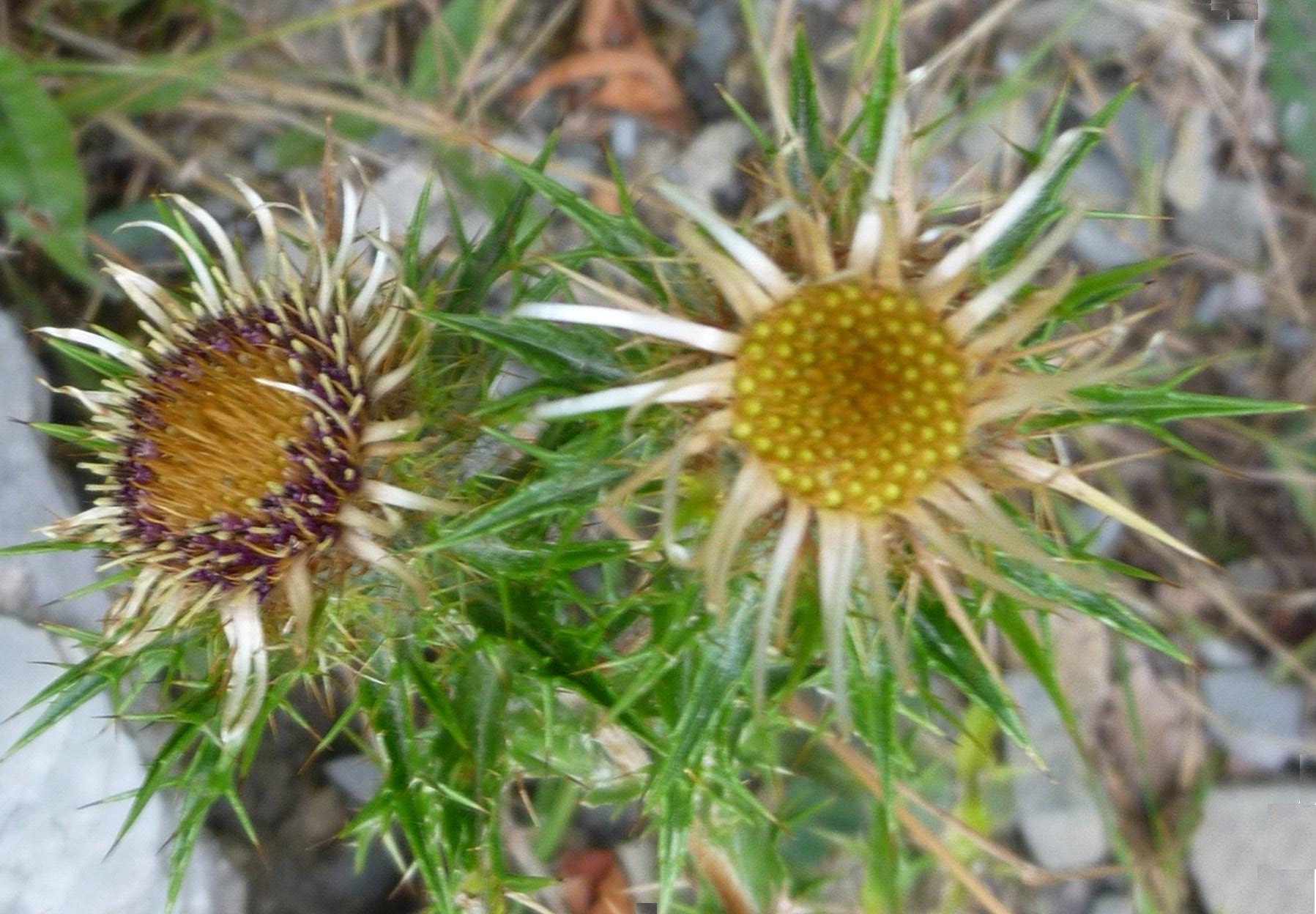 3 photos. Carlina vulgaris L. ssp. spinosa (Velen.) Vandas, Καρλίνα η ...